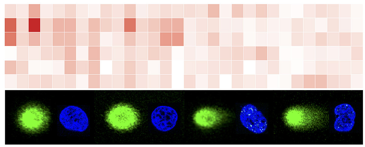 How Cells Recognize and Repair DNA Damage - FACULTY OF BIOLOGY