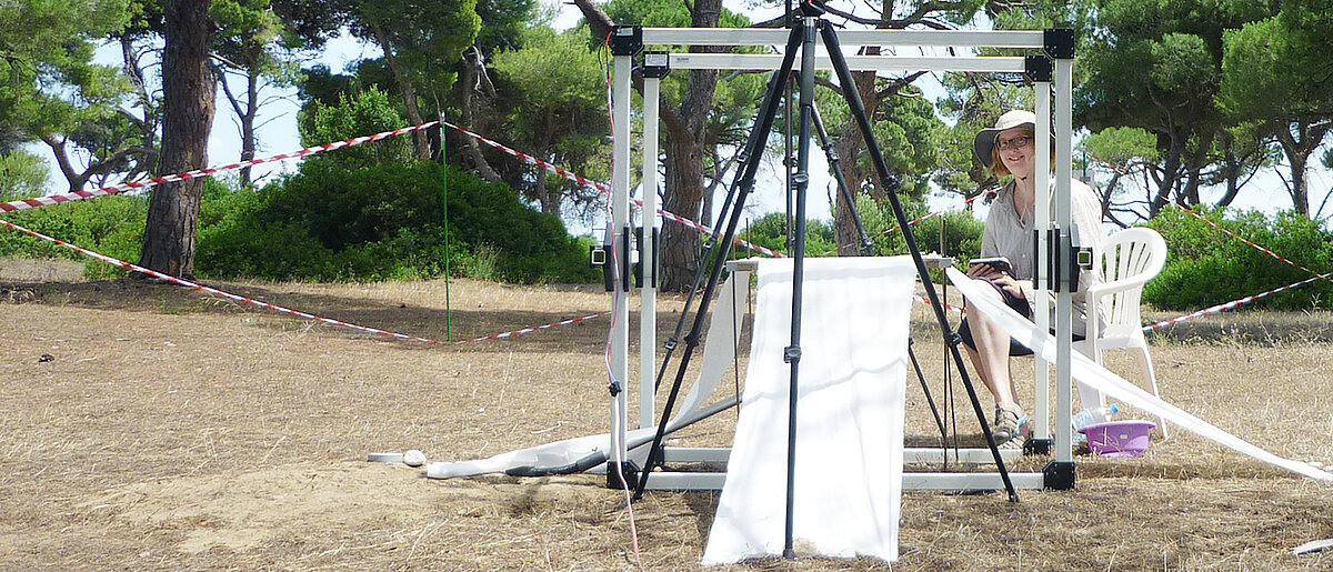 Desert ants use the polarity of the geomagnetic field for navigation ...