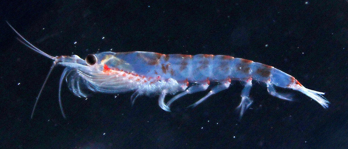 Innere Uhren bestimmen das Auf und Ab des Antarktischen Krills ...