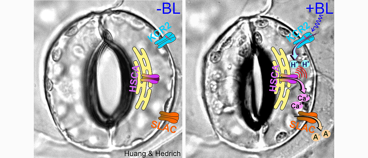 Acid Sensor and Calcium Store Discovered in Plants - FACULTY OF BIOLOGY
